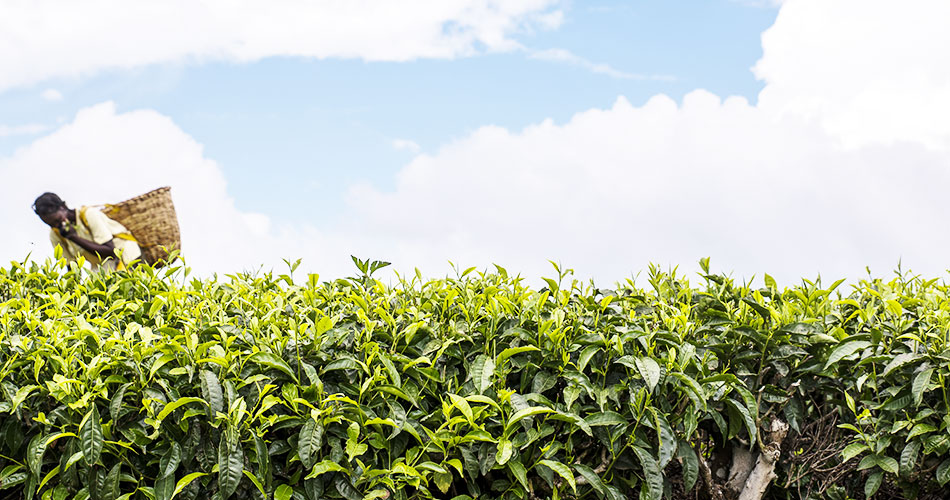 Best Tea Kenya