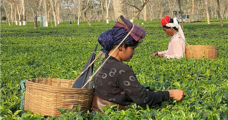 Inspiring the Love of Tea | Shop quality English tea at Ahmad Tea